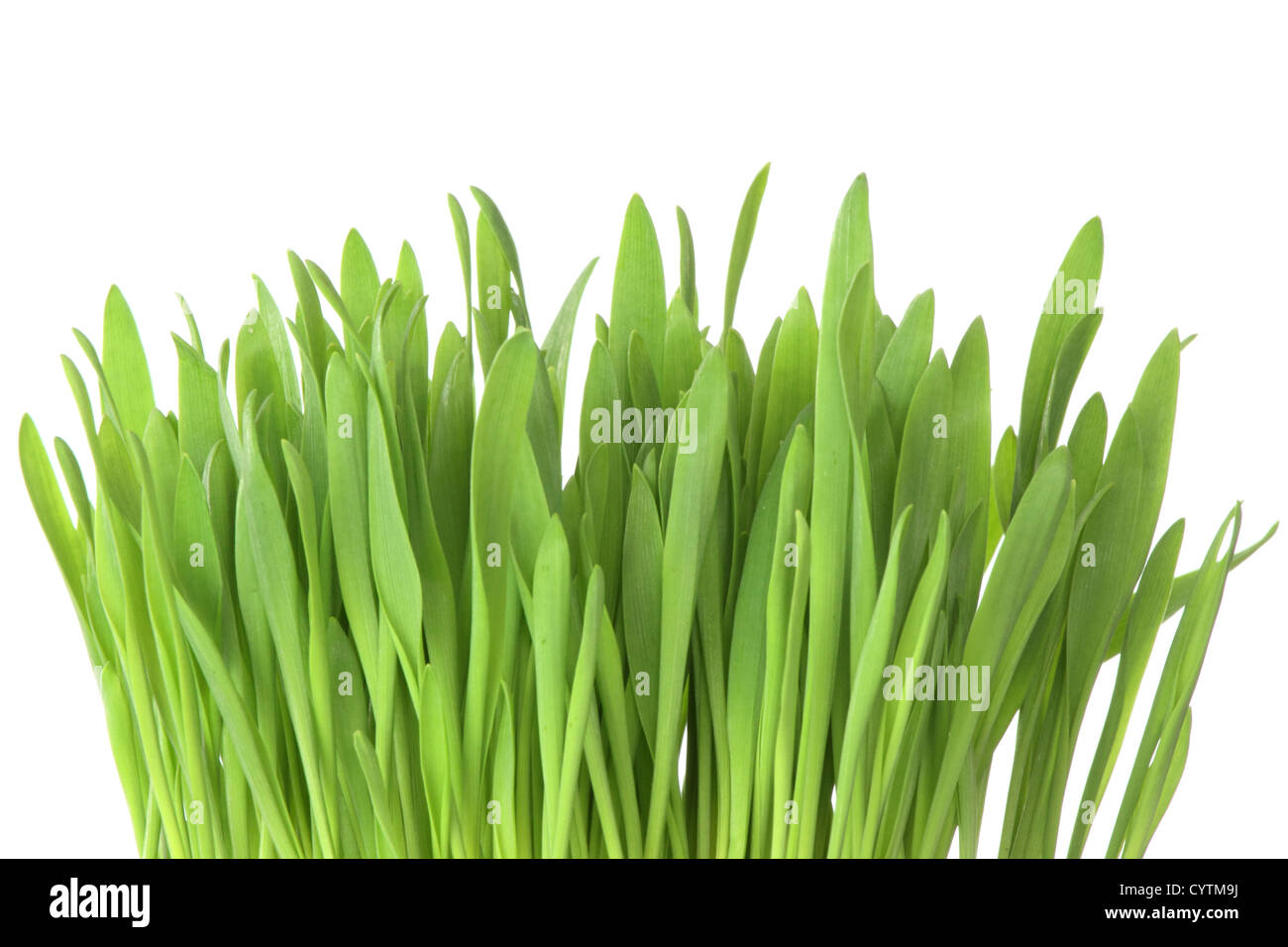 Green grass isolated on hi-res stock photography and images - Alamy