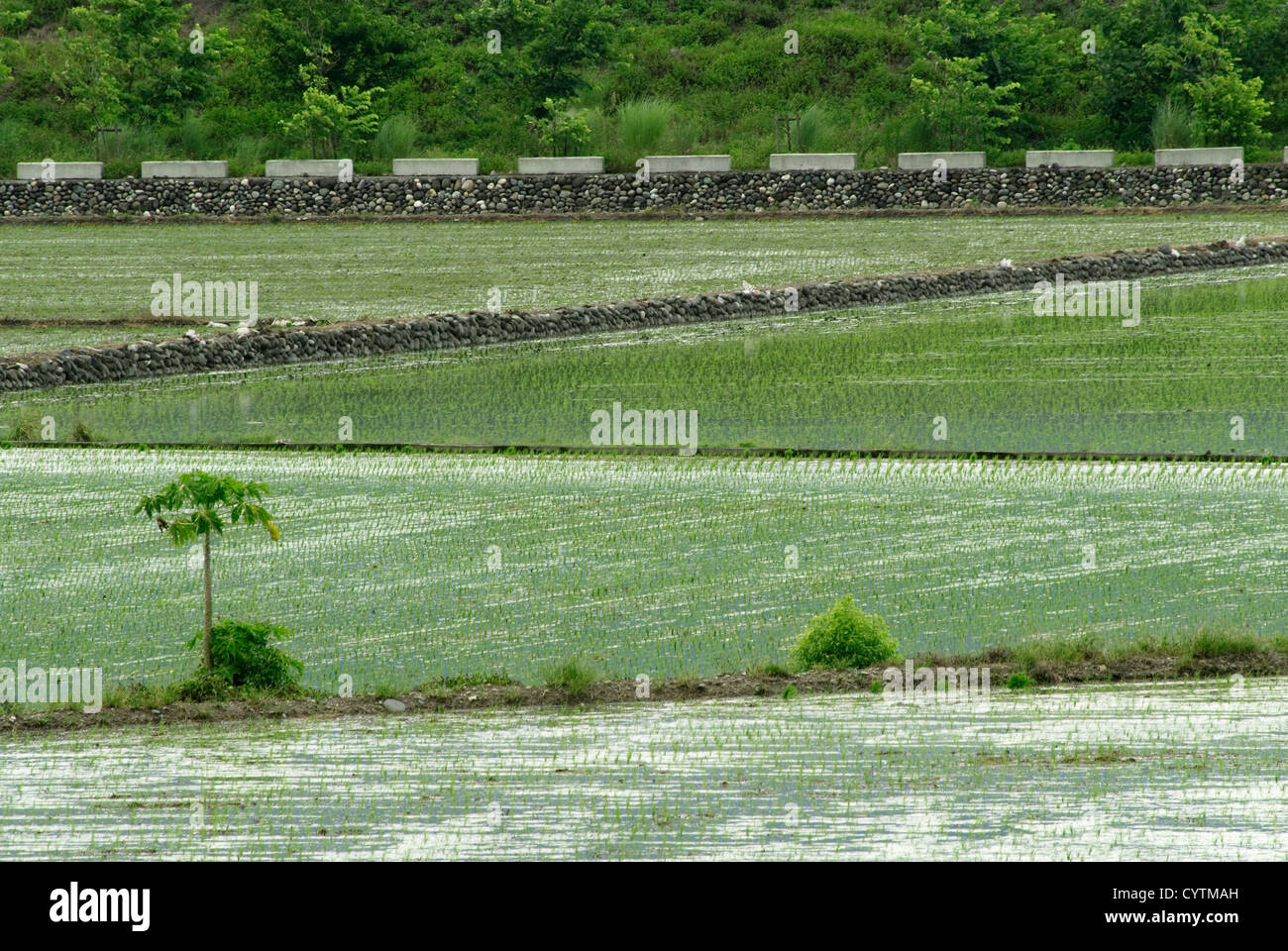 It is a beautiful green rice farm with one tree Stock Photo - Alamy