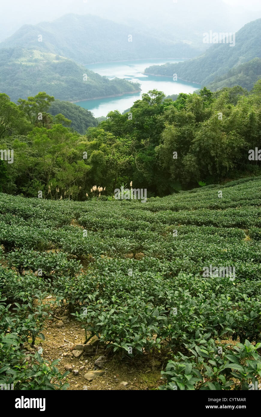 It is a green fresh tea leaf farm Stock Photo - Alamy