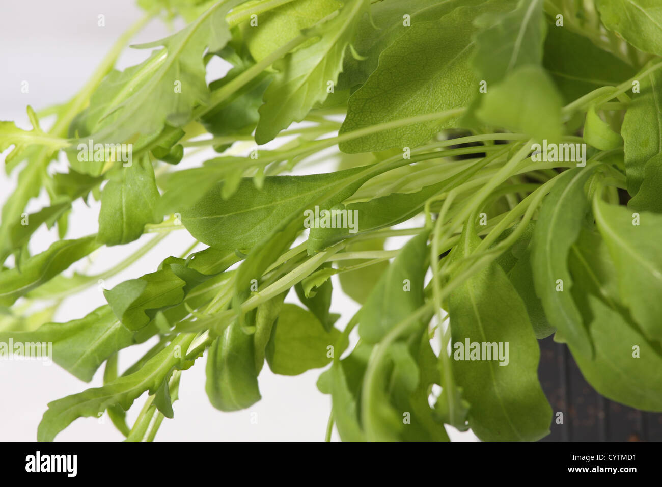 Ruccola ,rucola, eruca sativa isolated on white background Stock Photo ...