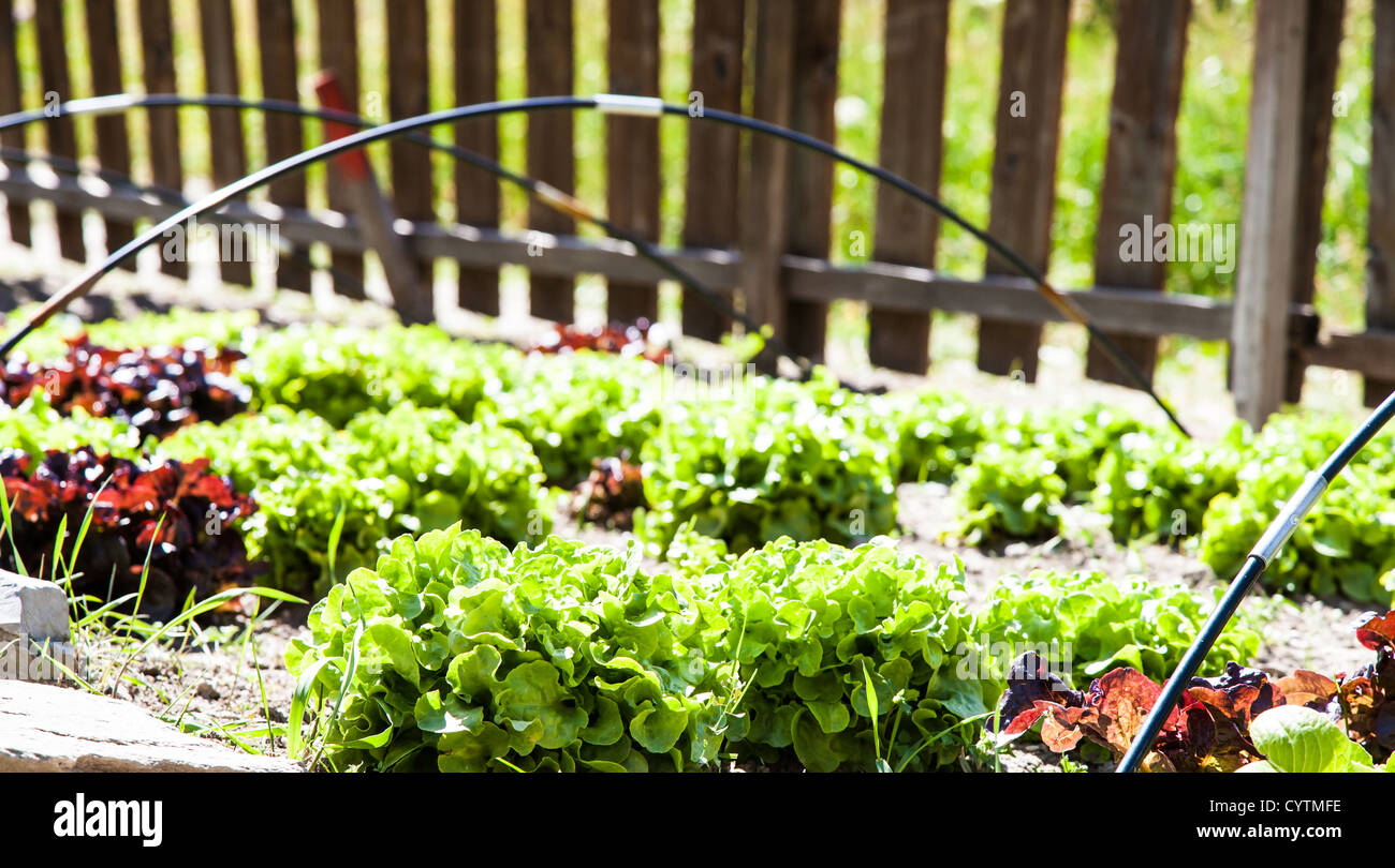 A small vegetable garden with salad during summer season, vivid colors ...
