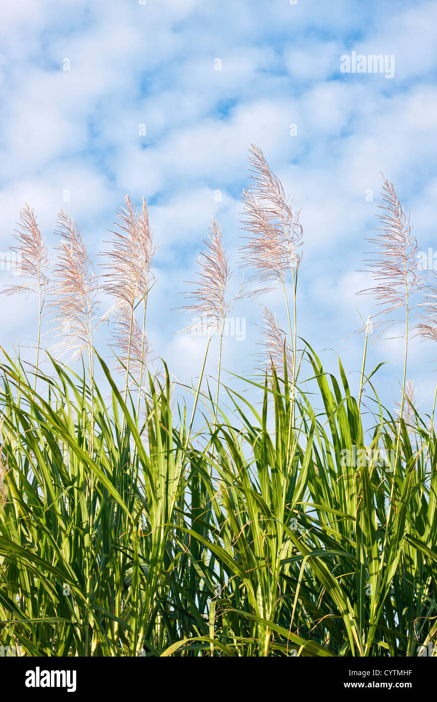 Sugar cane in bloom Stock Photo - Alamy