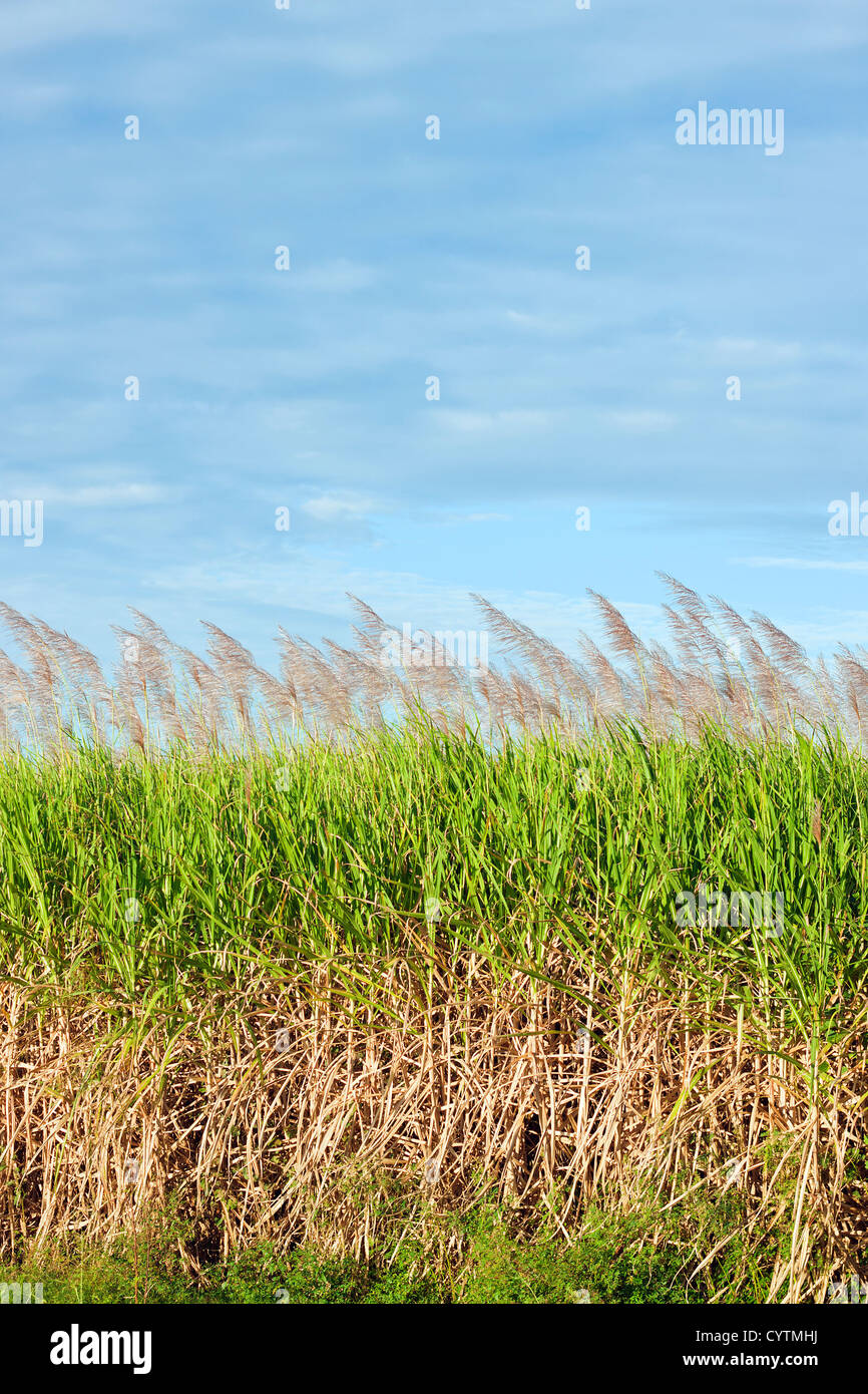 Sugar cane field hi-res stock photography and images - Alamy