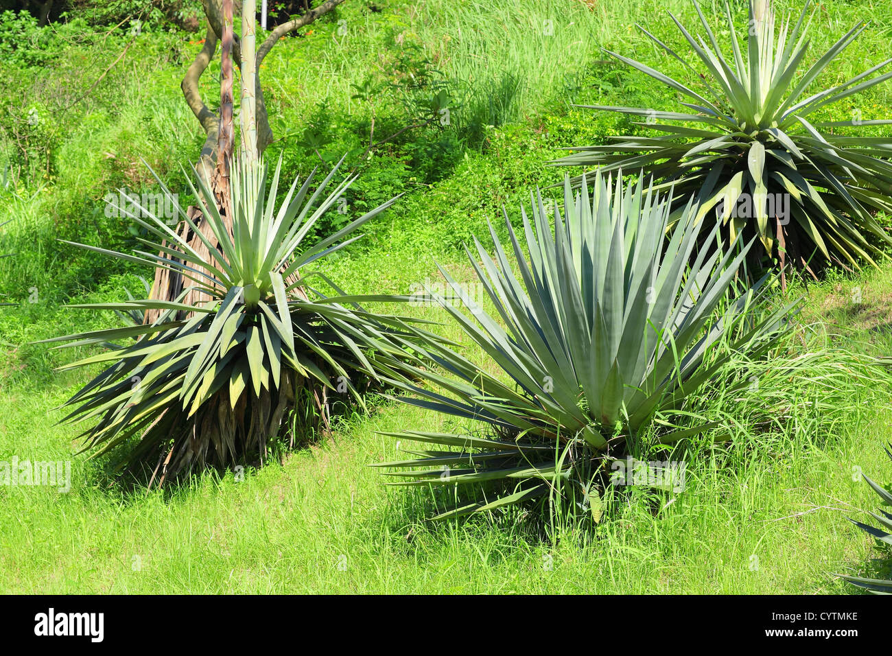 New mexican agave hi-res stock photography and images - Alamy