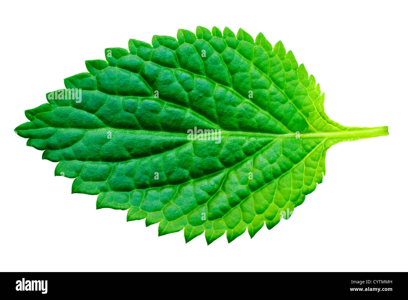 A beautiful lush green leaf Stock Photo - Alamy