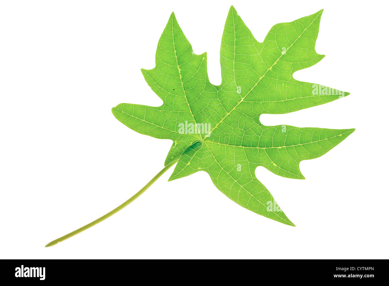 A beautiful lush green pawpaw or papaya leaf. Isolated over white with ...