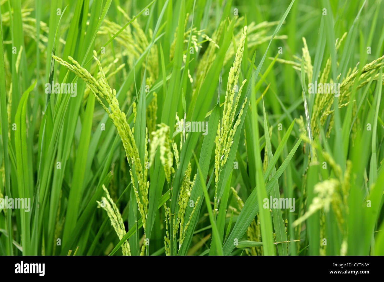 paddy rice in field Stock Photo - Alamy