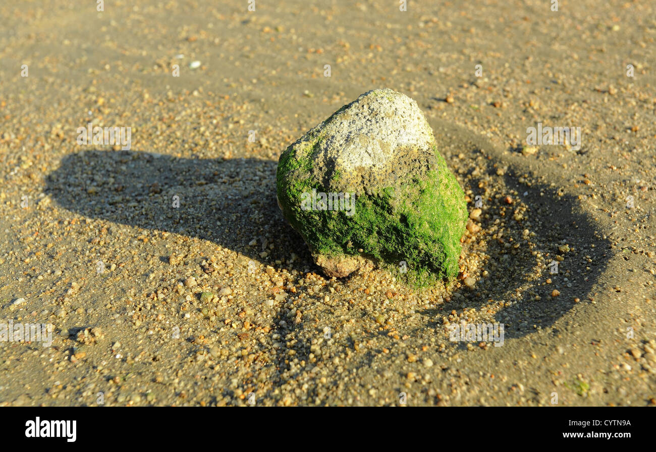 rock on beach Stock Photo - Alamy