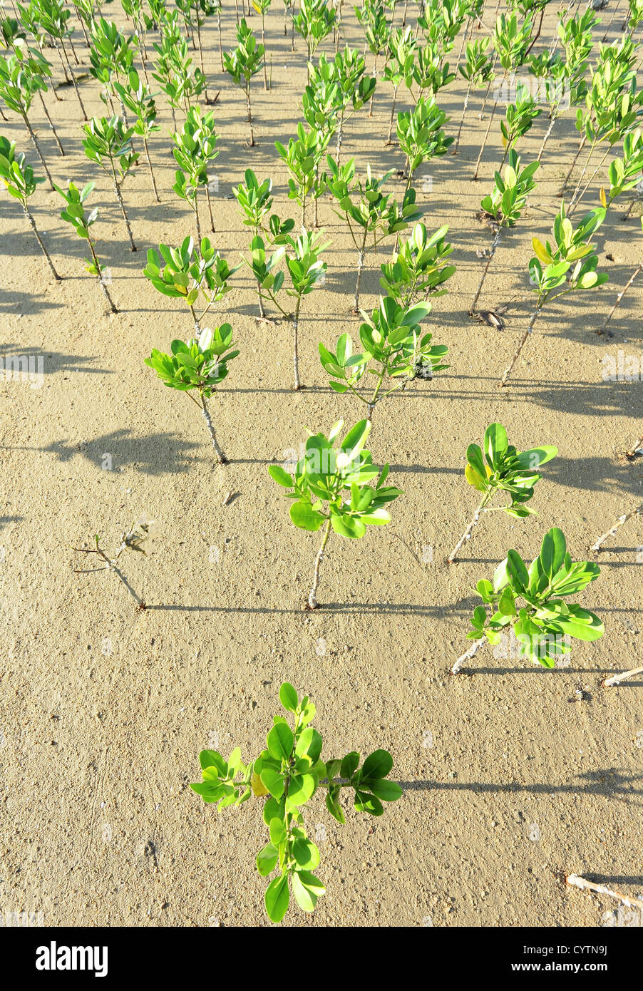 Salt mangrove leaf hi-res stock photography and images - Alamy