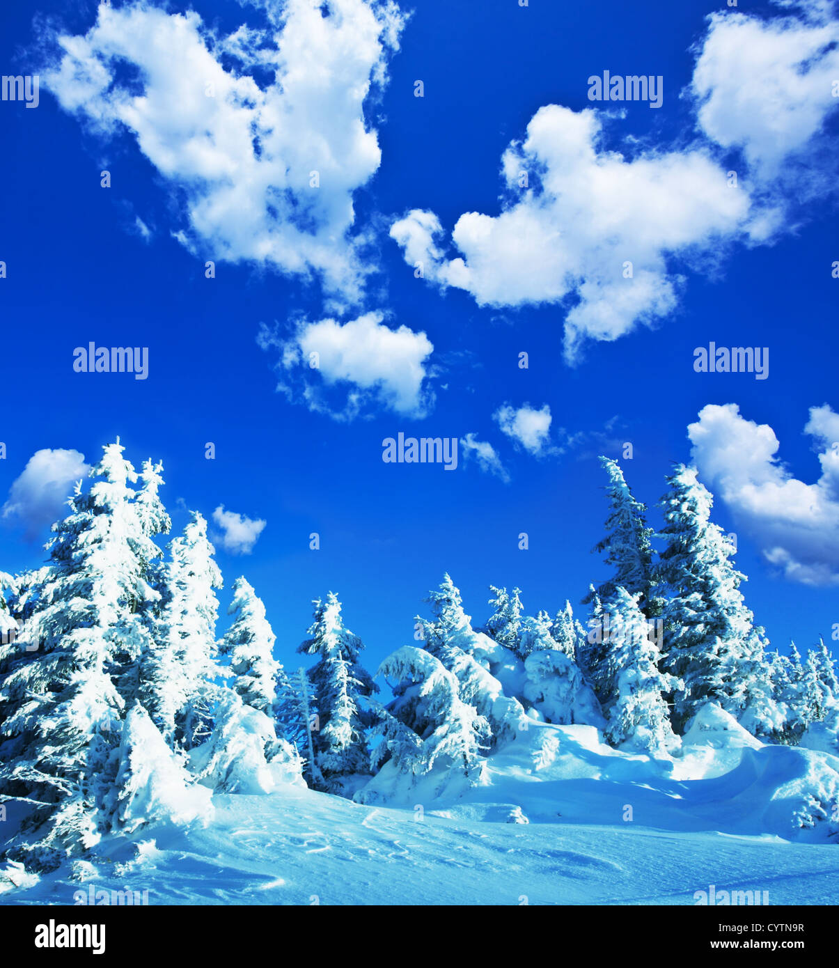 Christmas theme- frozen trees Stock Photo - Alamy