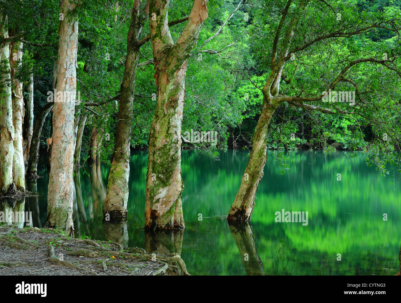 tree on water Stock Photo - Alamy