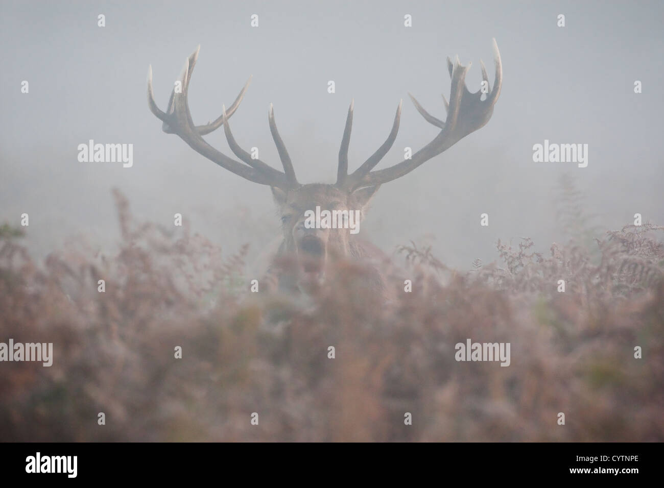 Red deer stag facing forward hi-res stock photography and images - Alamy