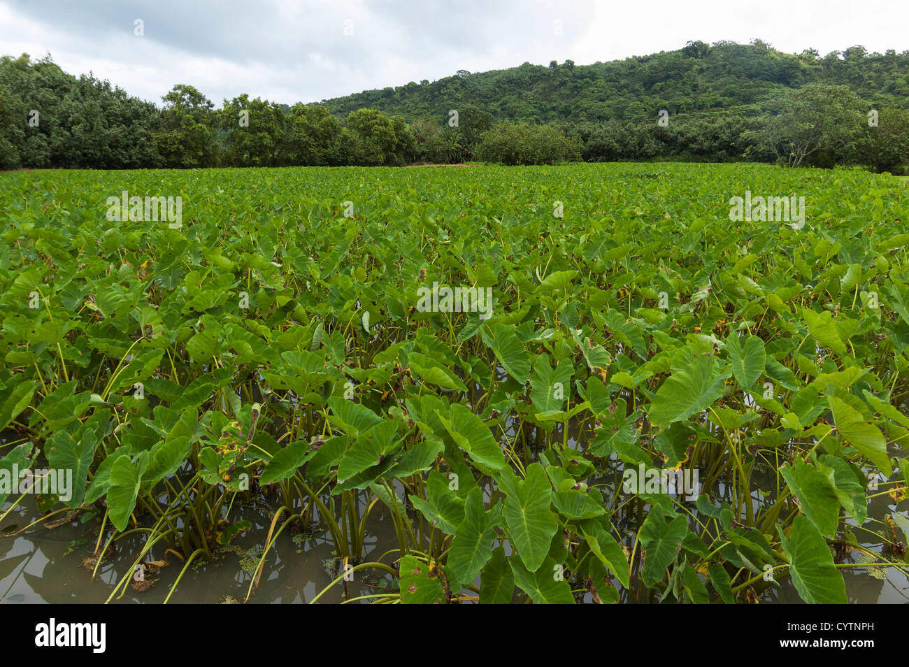 American taro hi-res stock photography and images - Alamy