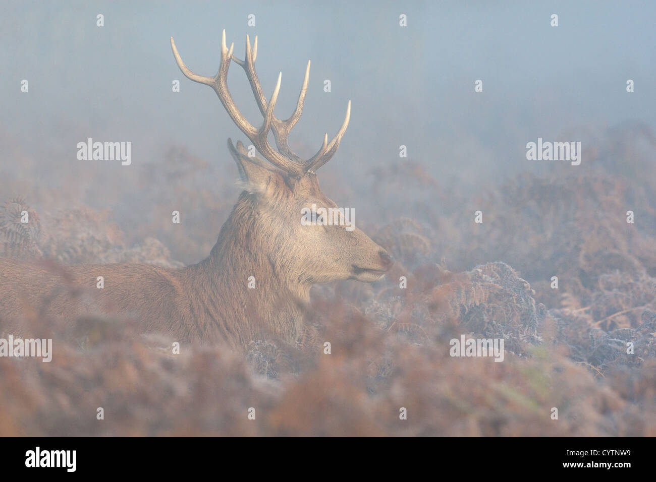 Red deer stag facing forward hi-res stock photography and images - Alamy