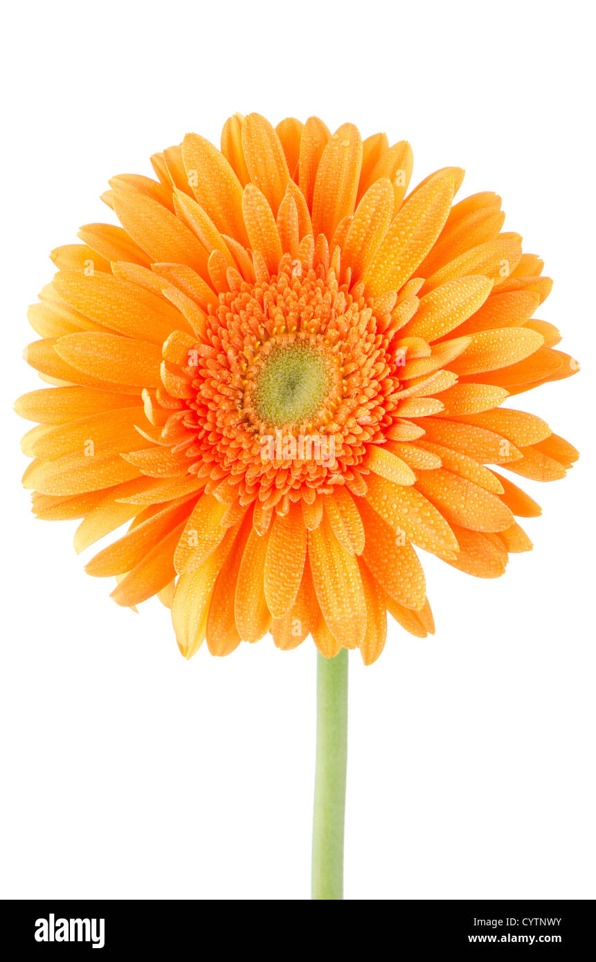 Orange gerbera daisy flower isolated on white background Stock Photo ...