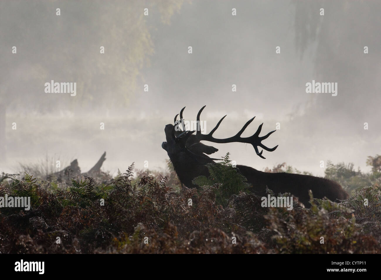 Red deer stag facing forward hi-res stock photography and images - Alamy