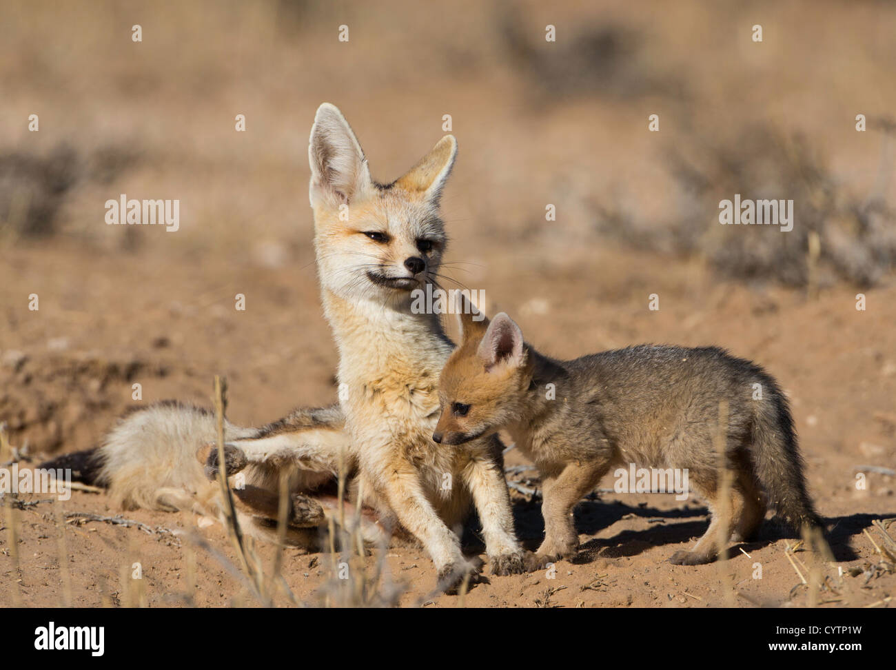 Baby Cape Fox