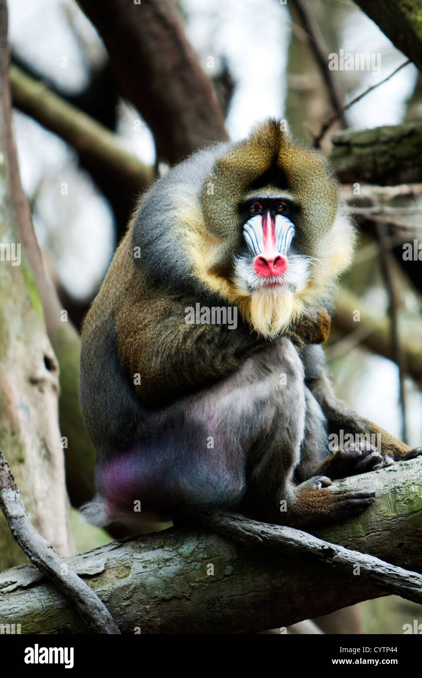 Mandrill with colorful face sitting on tree branch in jungle zoo Stock ...