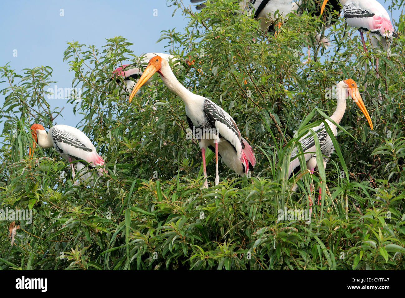 Ranganthittu bird sanctuary hi-res stock photography and images - Alamy