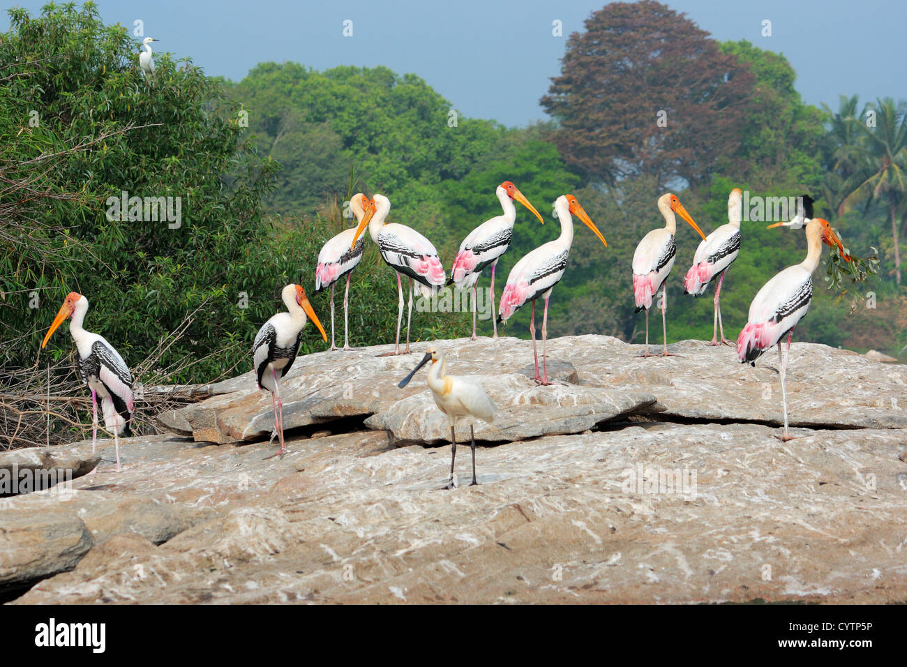 Ranganthittu Bird Sanctuary High Resolution Stock Photography and ...