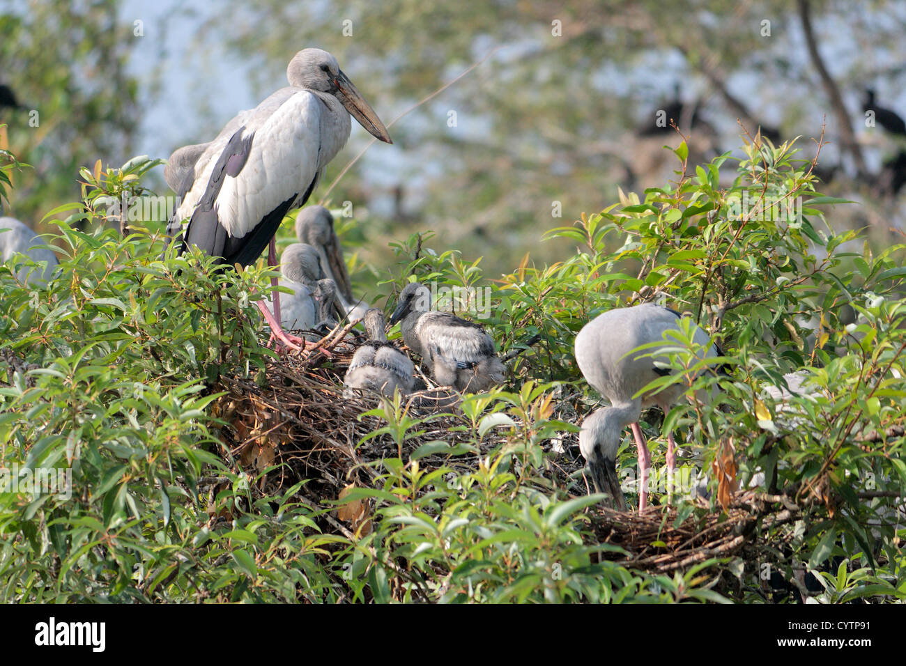 Ranganthittu bird sanctuary hi-res stock photography and images - Alamy