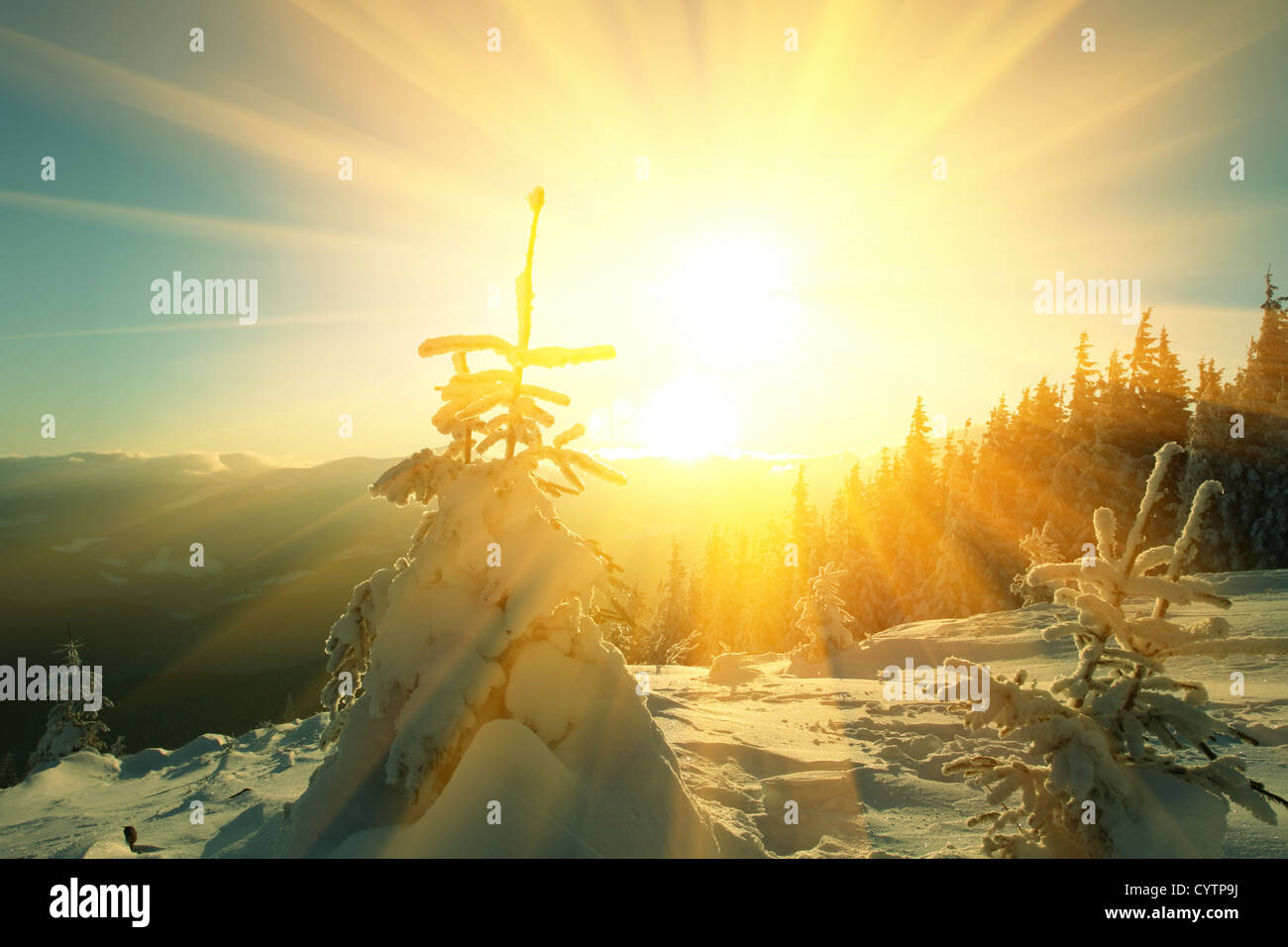 Christmas theme- frozen trees Stock Photo - Alamy