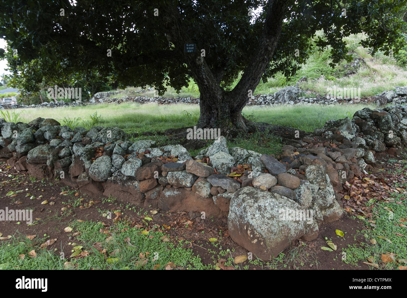Native hawaiian tree hi-res stock photography and images - Alamy
