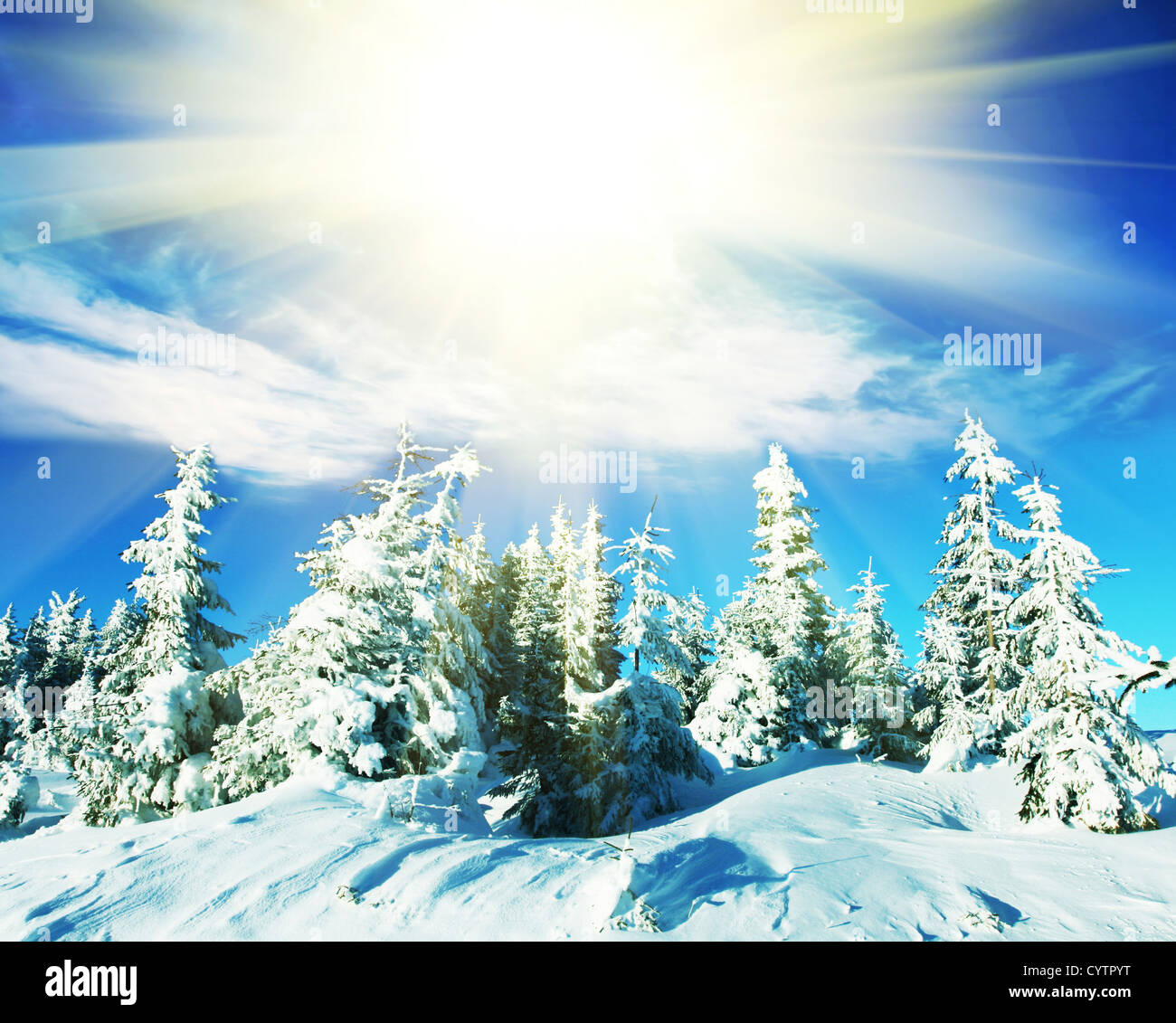 Christmas theme- frozen trees Stock Photo - Alamy