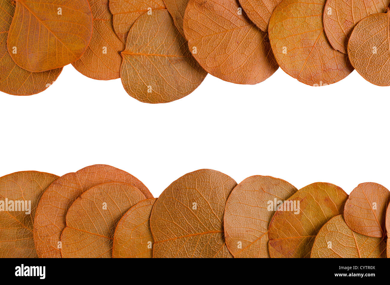 Autumn leaves border on horizontal white background Stock Photo - Alamy