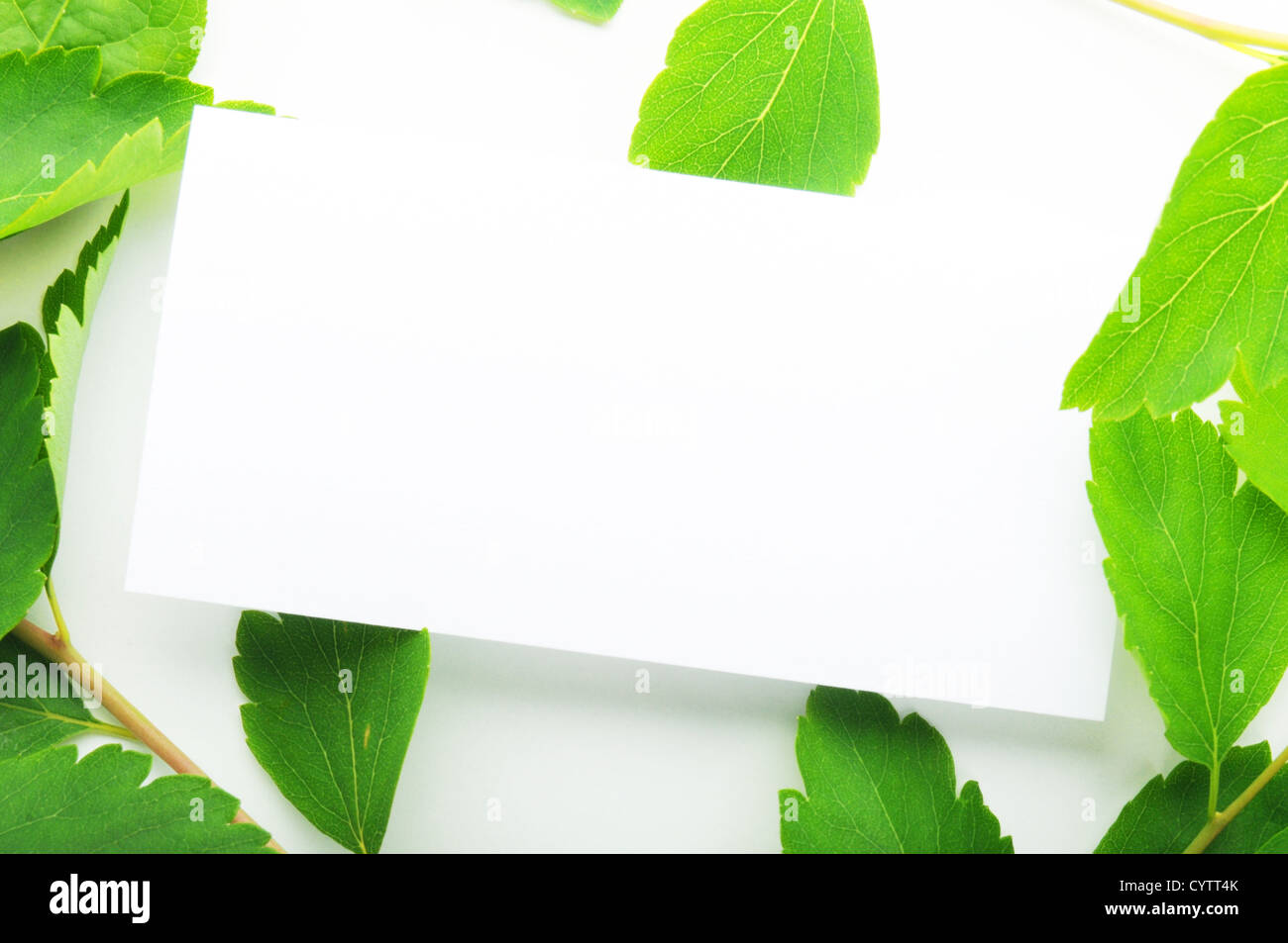empty sheet of paper and green leaf for note Stock Photo - Alamy