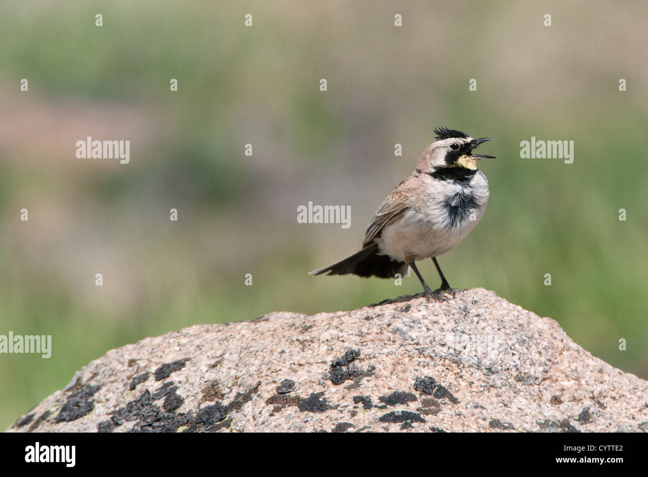 Horned Lark singing Stock Photo - Alamy