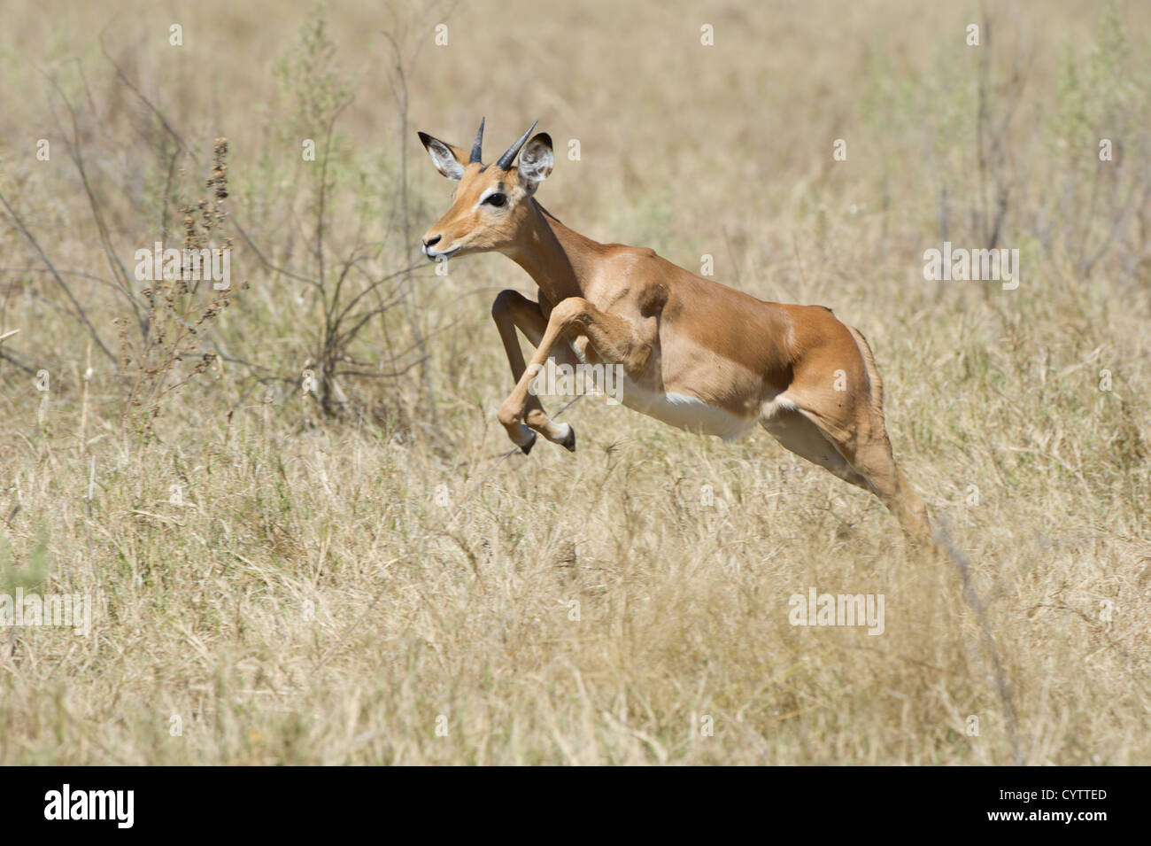 Jumping impala hi-res stock photography and images - Alamy