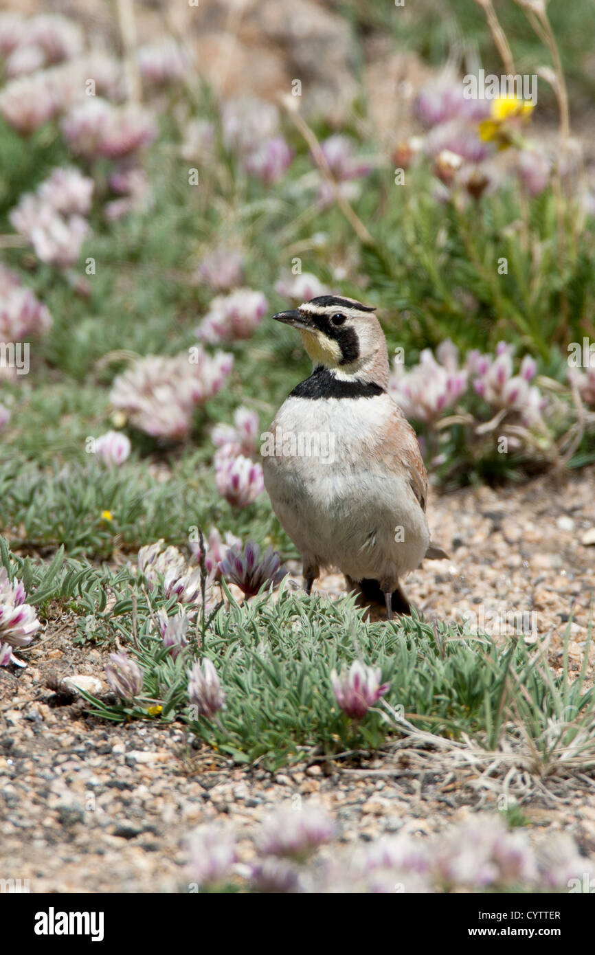 American lark hi-res stock photography and images - Alamy
