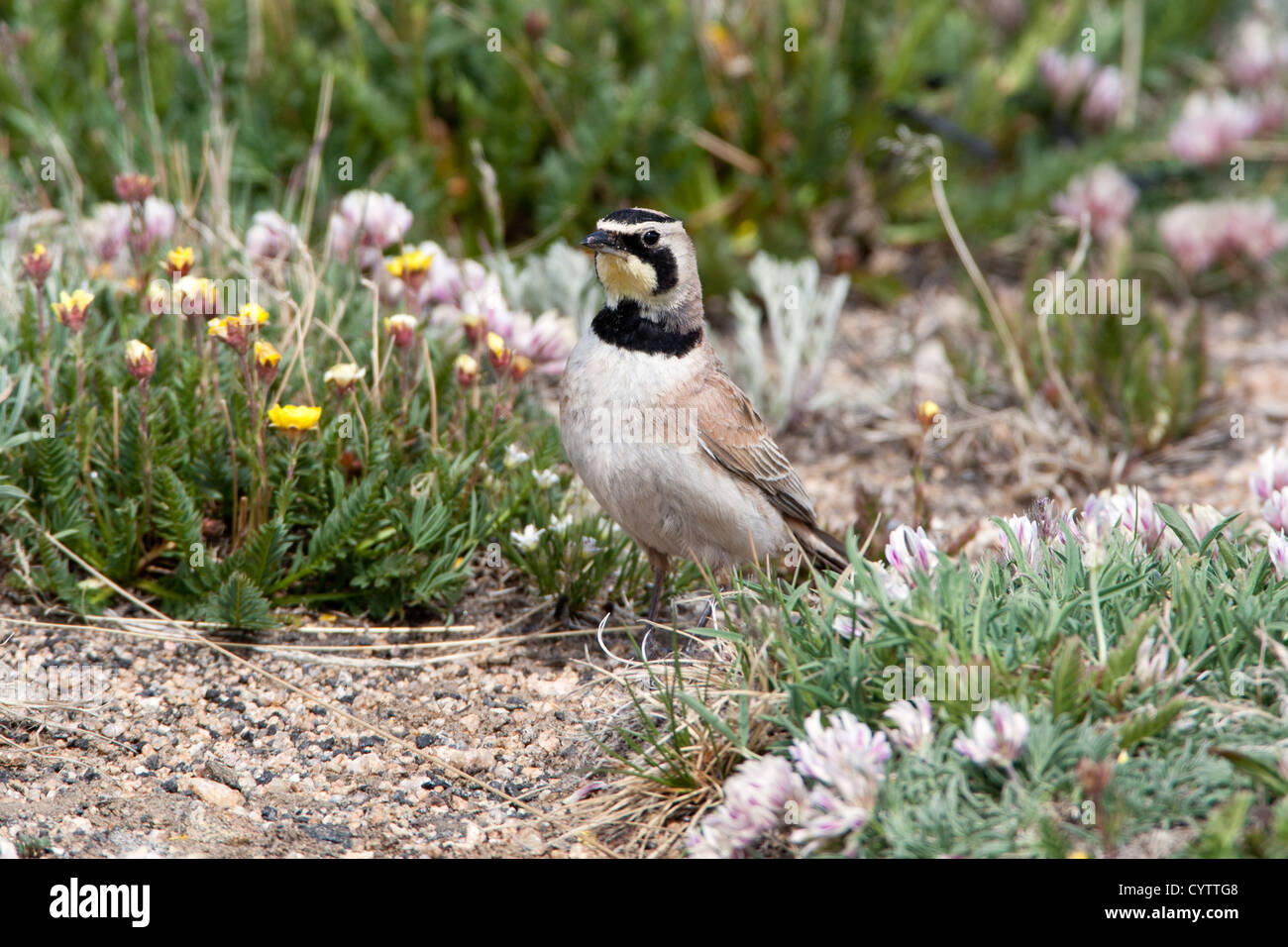 Larks hi-res stock photography and images - Alamy