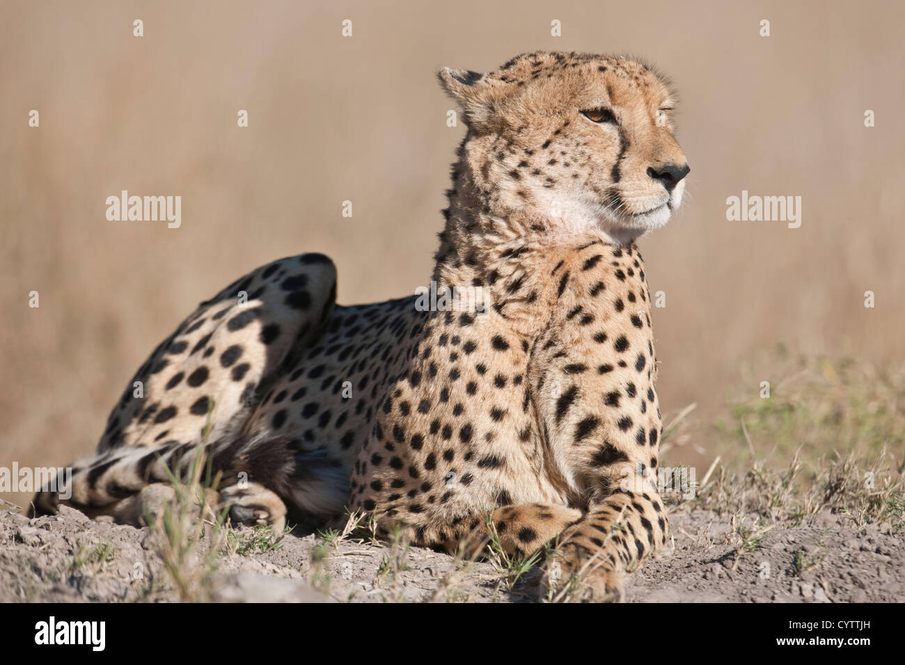 Curious cheetah lying down Stock Photo - Alamy