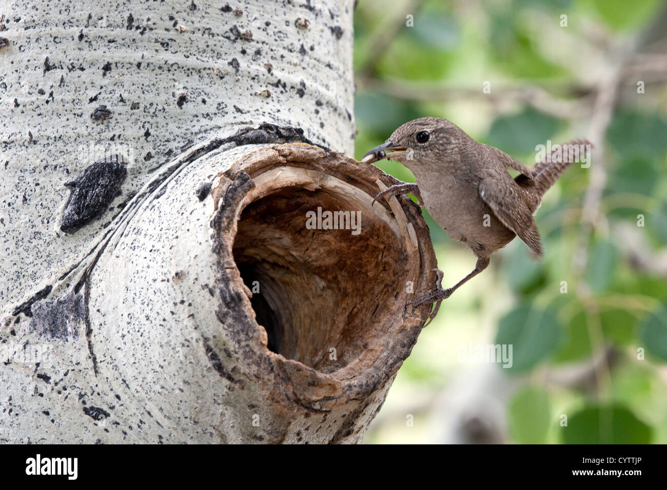 Wrens nest hi-res stock photography and images - Alamy