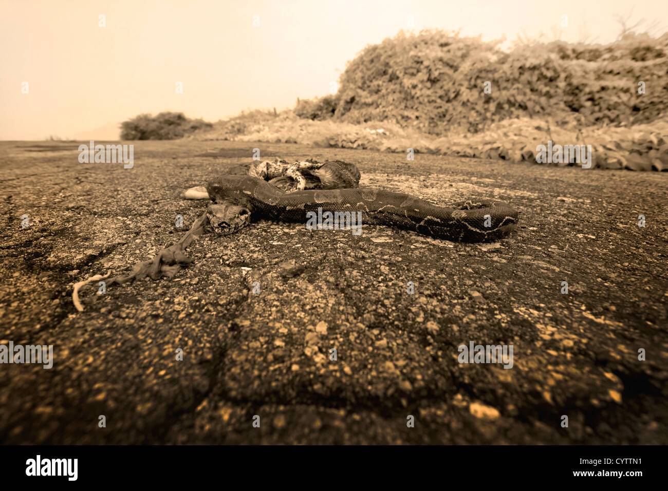 Dead Boa on the road on Aruba Stock Photo - Alamy