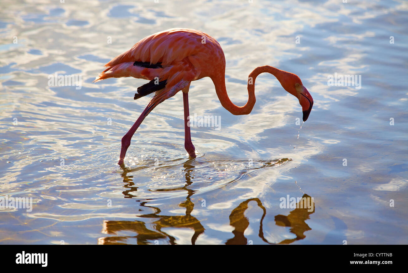 Bonaire flamingo sanctuary hi-res stock photography and images - Alamy