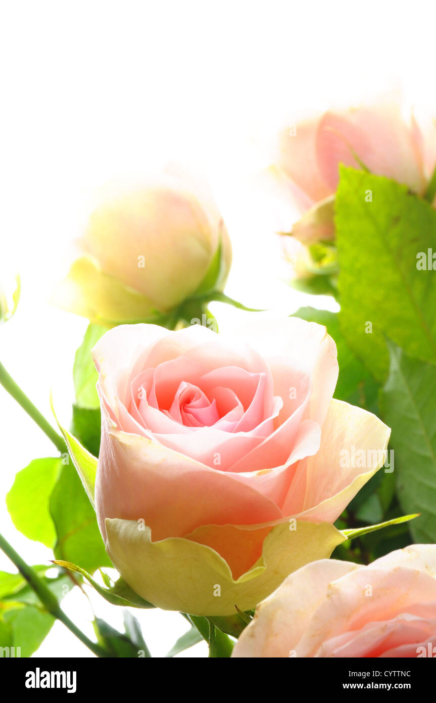 flowers of pink roses on white background Stock Photo - Alamy