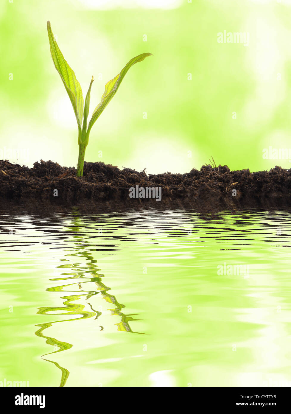 small plant and water reflection showing summer or nature concept Stock ...