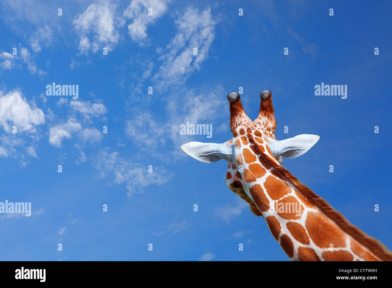 The head of a giraffe against blue sky Stock Photo - Alamy