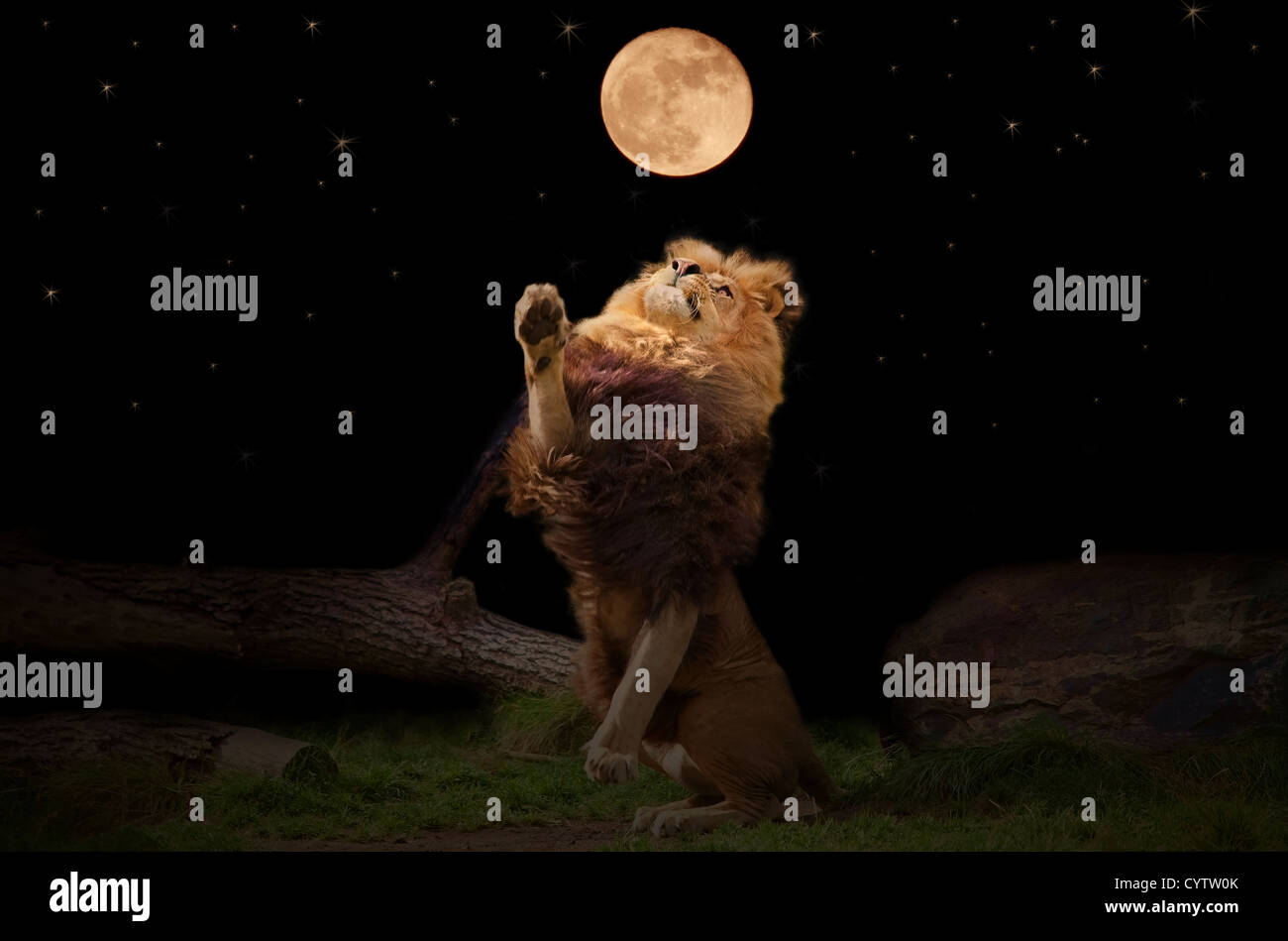 A lion reaching for the moon Stock Photo - Alamy