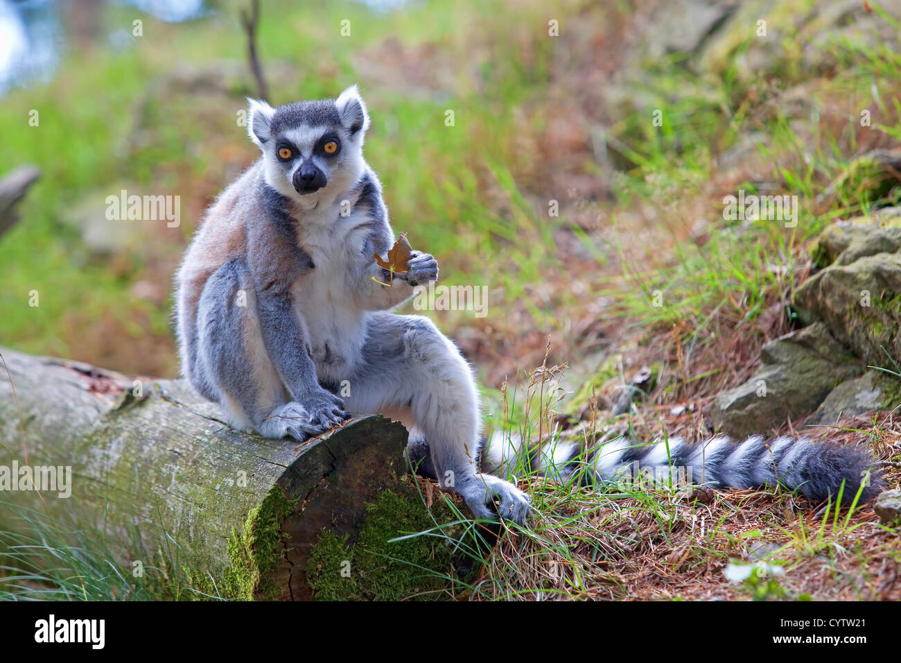 A ring-tailed lemur relaxing in the forrest Stock Photo - Alamy