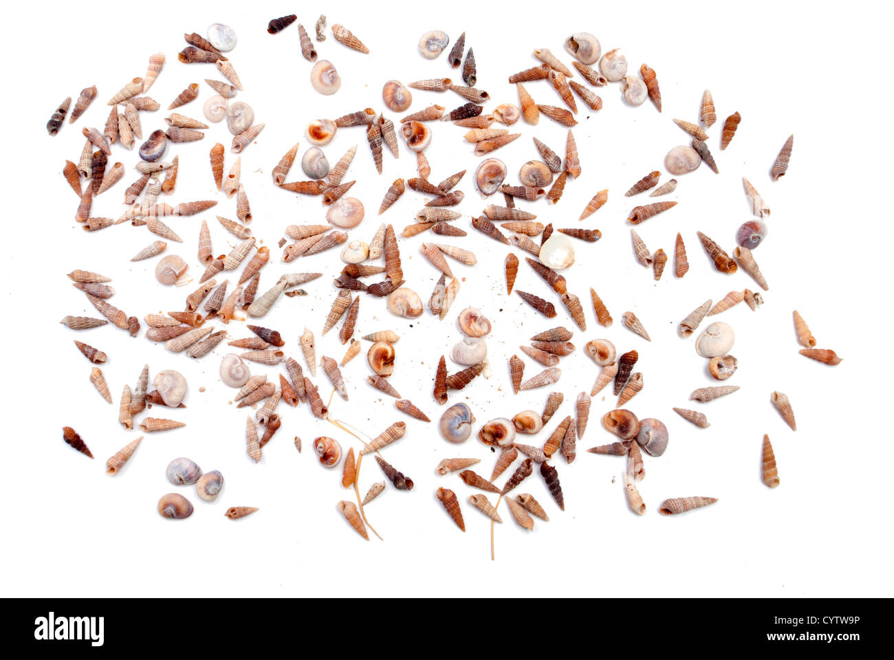 Tropical seashell on beach Cut Out Stock Images & Pictures - Alamy