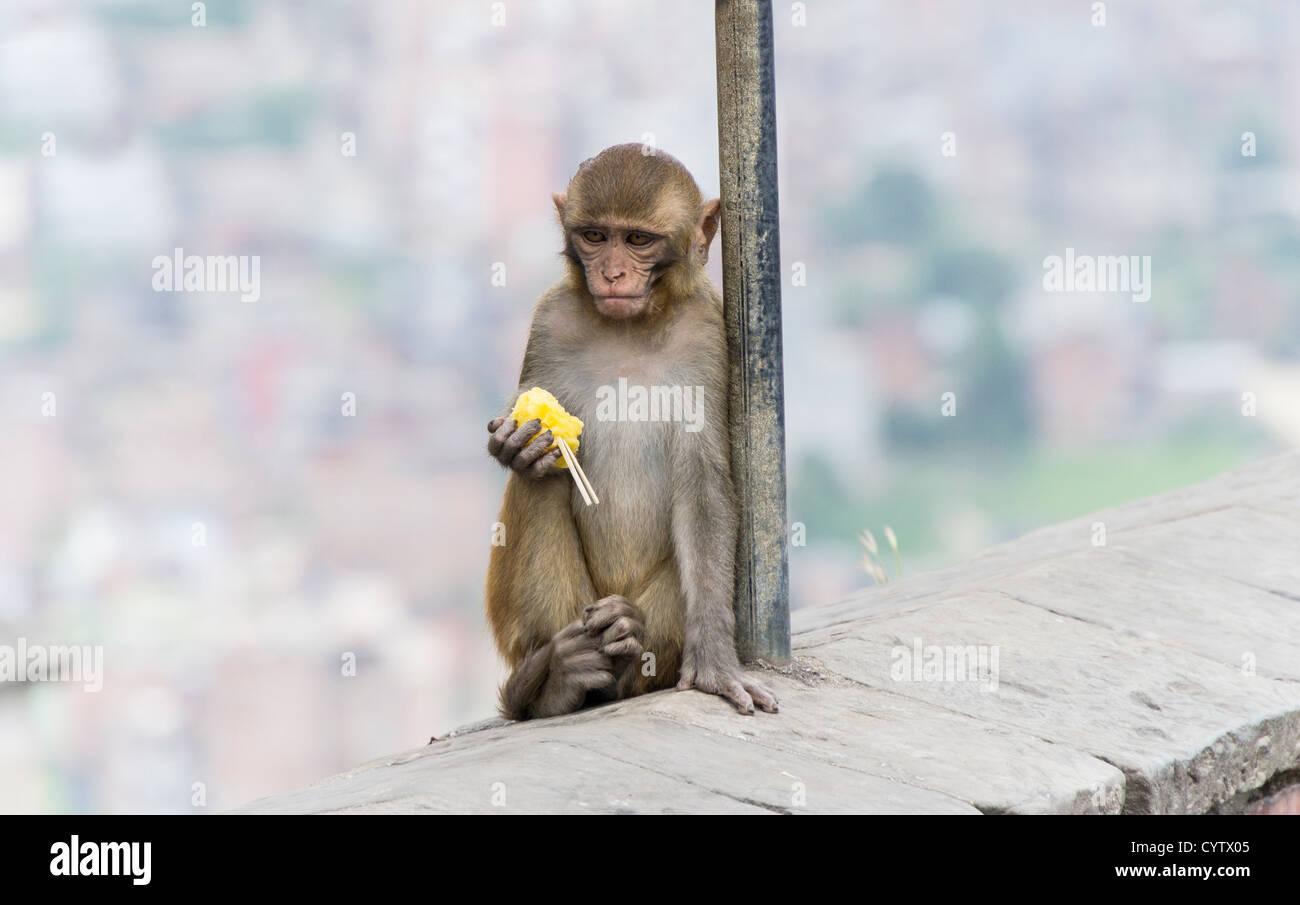 single monkey in nepal sitting on wall. vertical image Stock Photo - Alamy