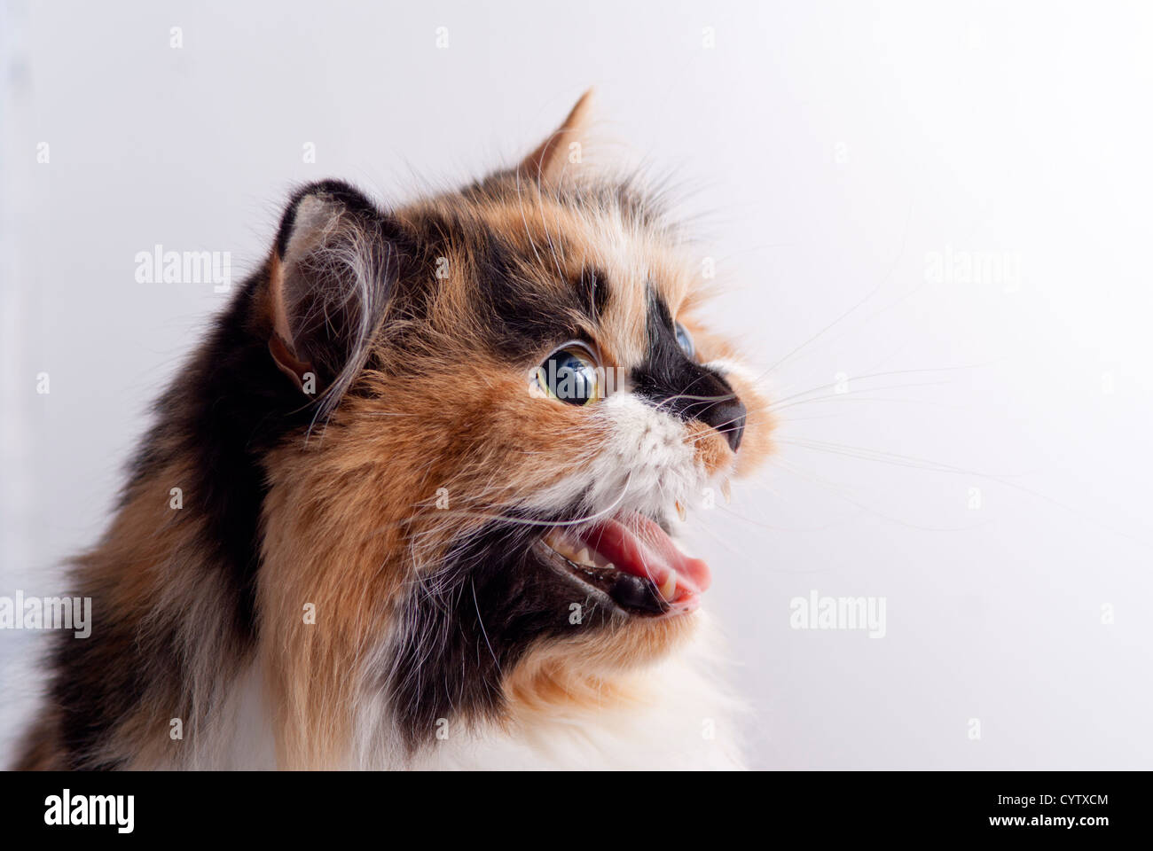 Neutral background hi-res stock photography and images - Alamy