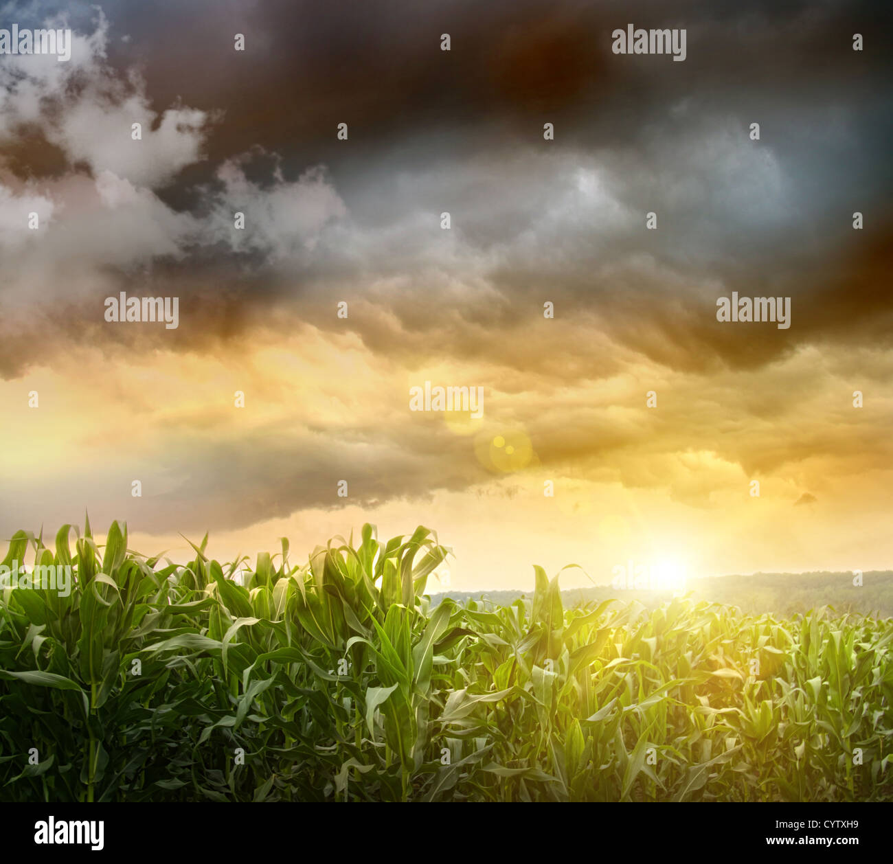 Dark skies looming over corn fields at sunset Stock Photo - Alamy