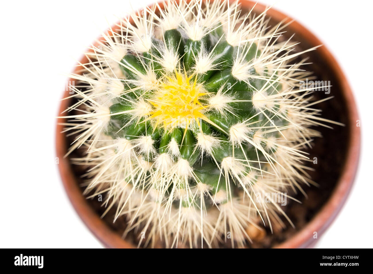 cactus isolated on white background Stock Photo - Alamy
