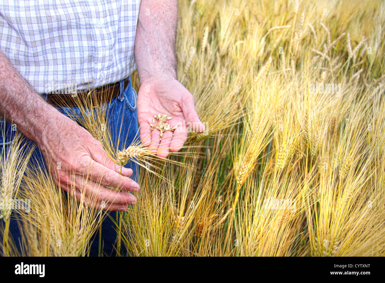 Hands with holding wheat grains in field Stock Photo - Alamy