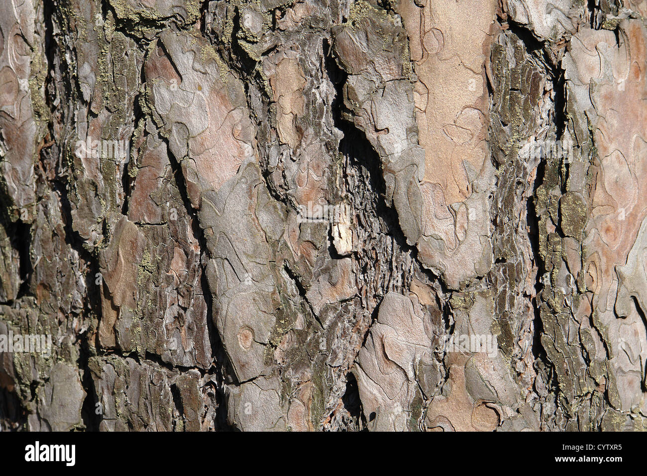 tree background take photograph close-up Stock Photo - Alamy